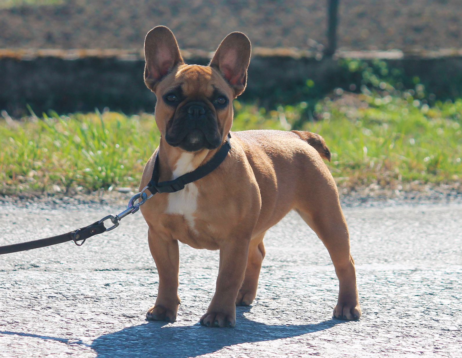 Bulls of Crown | Franse Bulldog Fokker